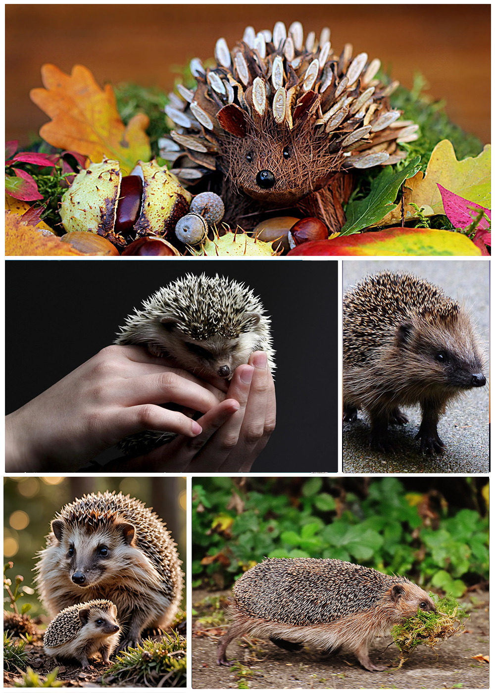 Fun Facts About Hedgehogs - Stories with Clever Hedgehog
